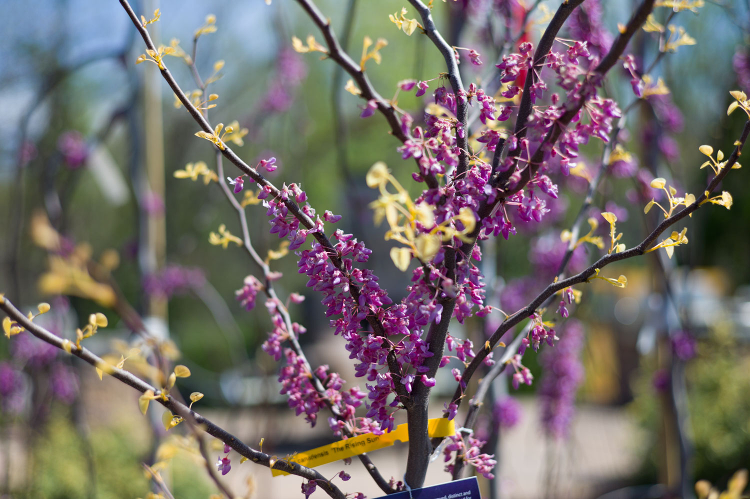 7 Best Flowering Trees and Shrubs for Your Yard | Patuxent Nursery