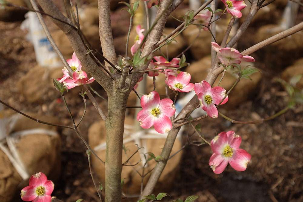 Cherokee Brave Dogwood Trees - Patuxent Nursery