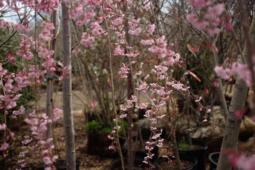 7 Best Flowering Trees and Shrubs for Your Yard | Patuxent Nursery