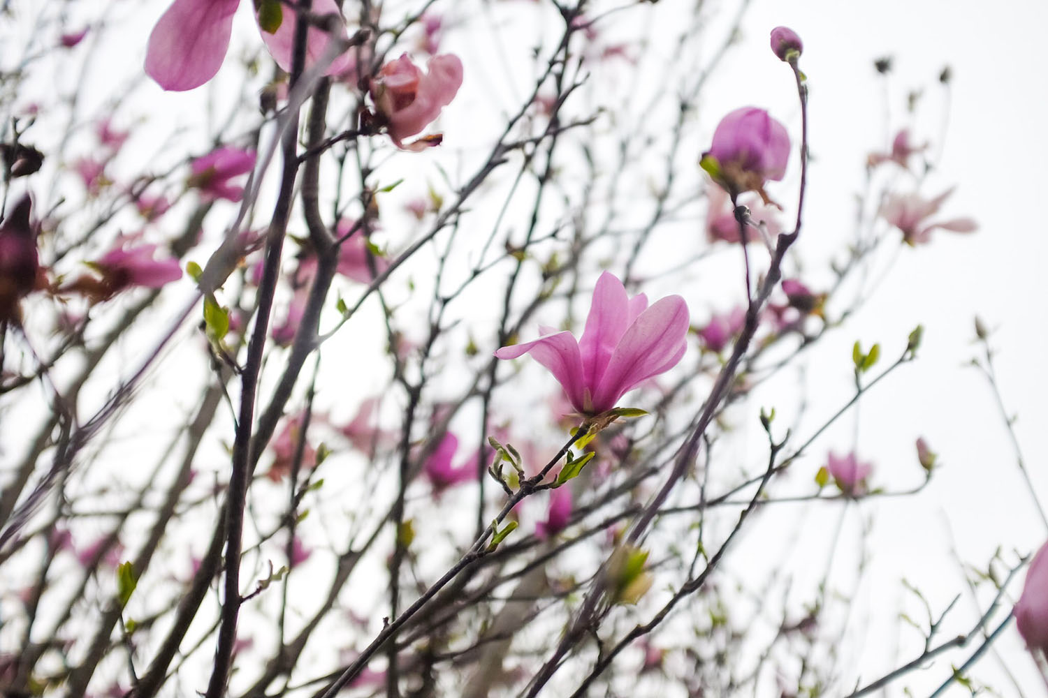 7 Best Flowering Trees and Shrubs for Your Yard | Patuxent Nursery