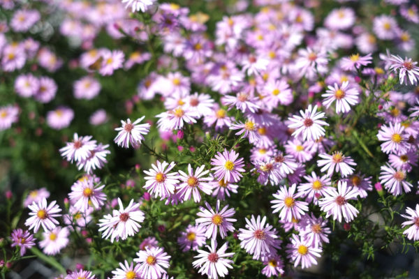 8 Best Fall Perennials | Patuxent Nursery