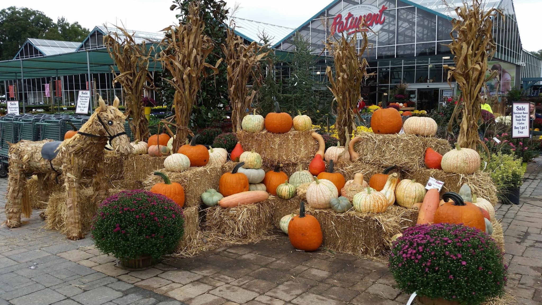 Fall Decorating with Pumpkins| Patuxent Nursery