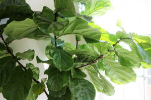 Houseplants for Sale in Bowie, MD | Patuxent Nursery Serving MD