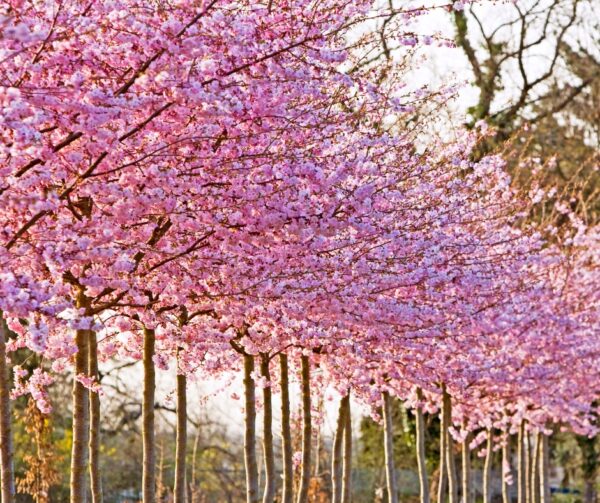 The Best Early Spring Flowering Trees & Shrubs | Pax Nursery