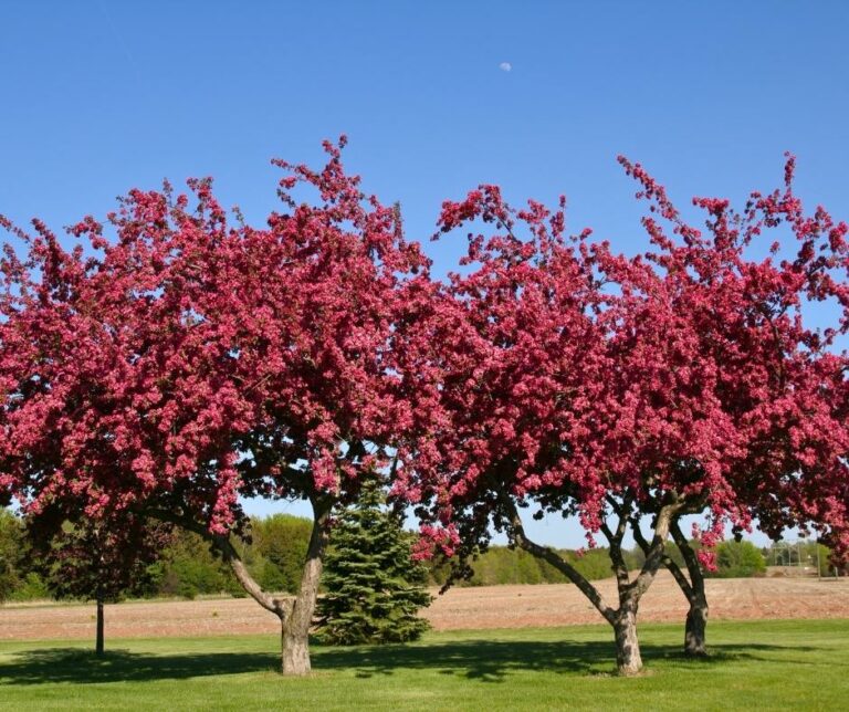 The Best Early Spring Flowering Trees & Shrubs | Pax Nursery