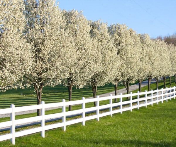 The Best Early Spring Flowering Trees & Shrubs | Pax Nursery