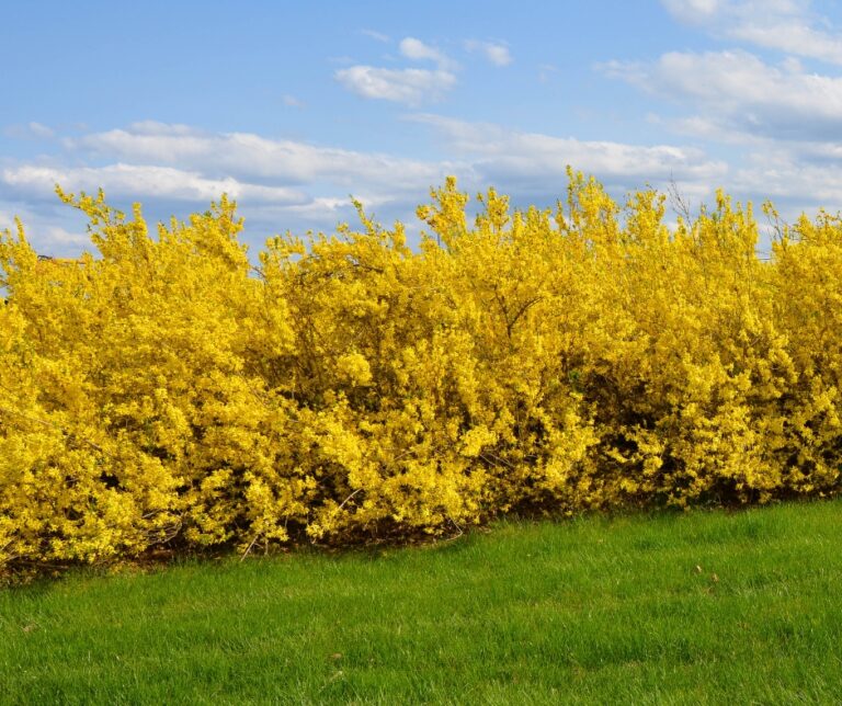 The Best Early Spring Flowering Trees & Shrubs | Pax Nursery