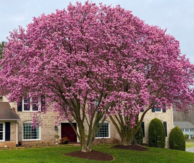 The Best Early Spring Flowering Trees & Shrubs | Pax Nursery