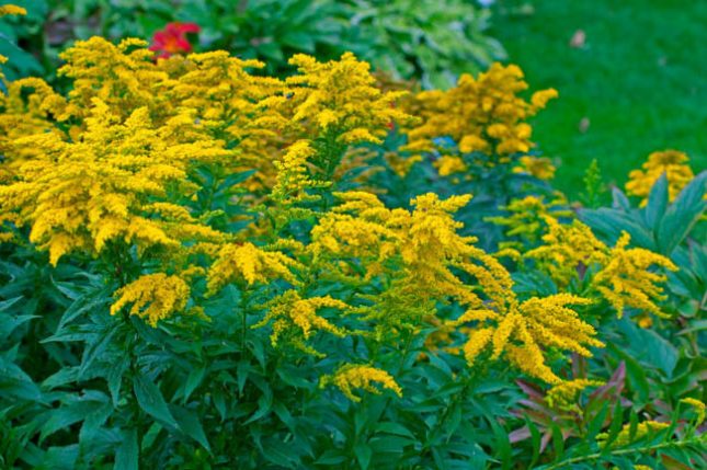 8 Best Fall Perennials | Patuxent Nursery