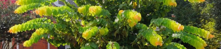 A Few of America’s Best Specimen Trees | Patuxent Nursery