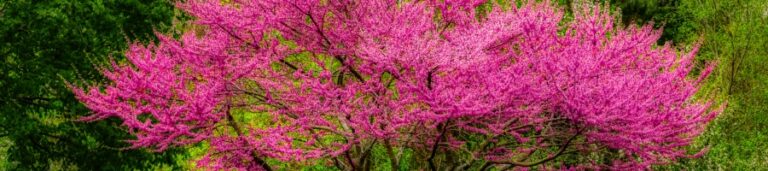 A Few of America’s Best Specimen Trees | Patuxent Nursery