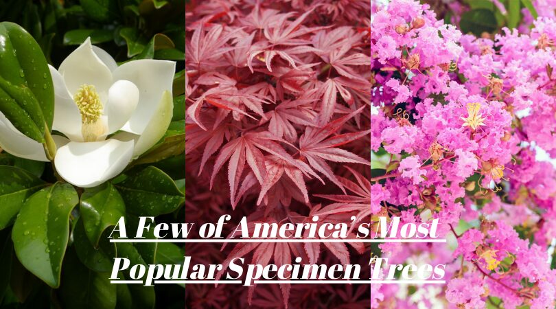 A Few of America’s Best Specimen Trees | Patuxent Nursery