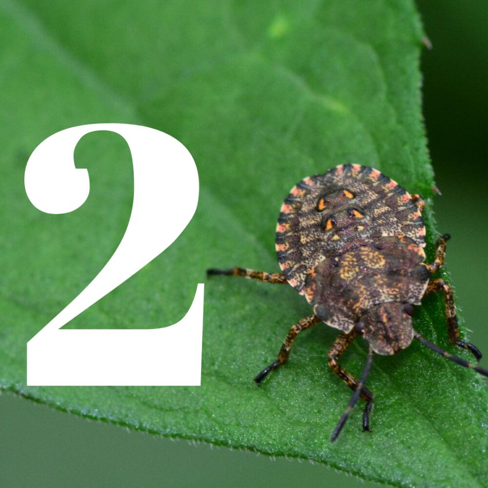 What's Bugging Your Garden | Patuxent Nursery