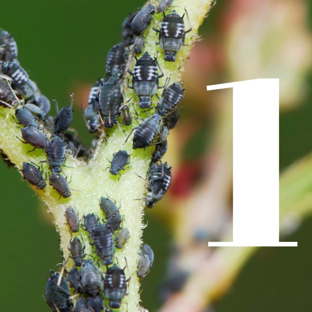 What's Bugging Your Garden | Patuxent Nursery