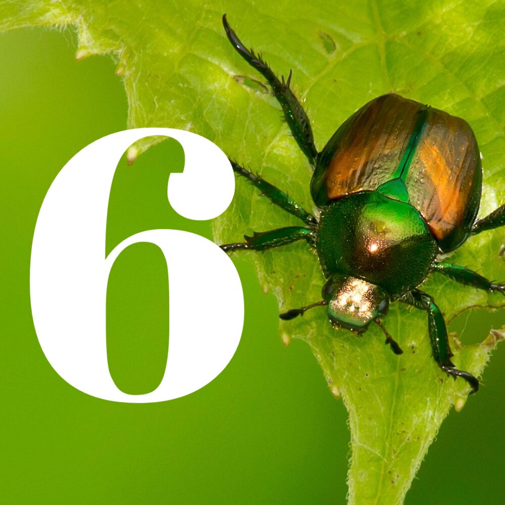 What's Bugging Your Garden | Patuxent Nursery