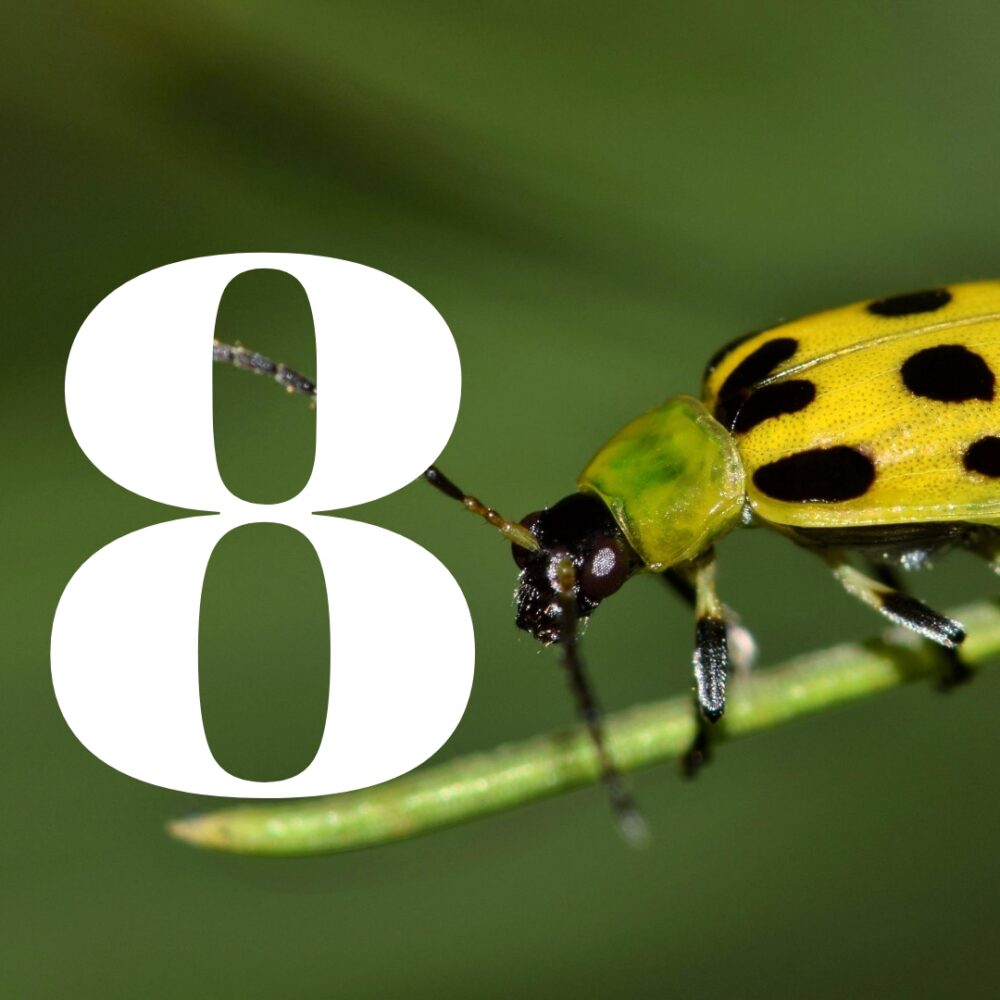 What's Bugging Your Garden | Patuxent Nursery