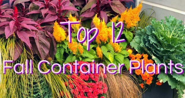 Top 12 Fall Container Plants | Patuxent Nursery