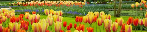How To Create the Perfect Spring Garden | Patuxent Nursery