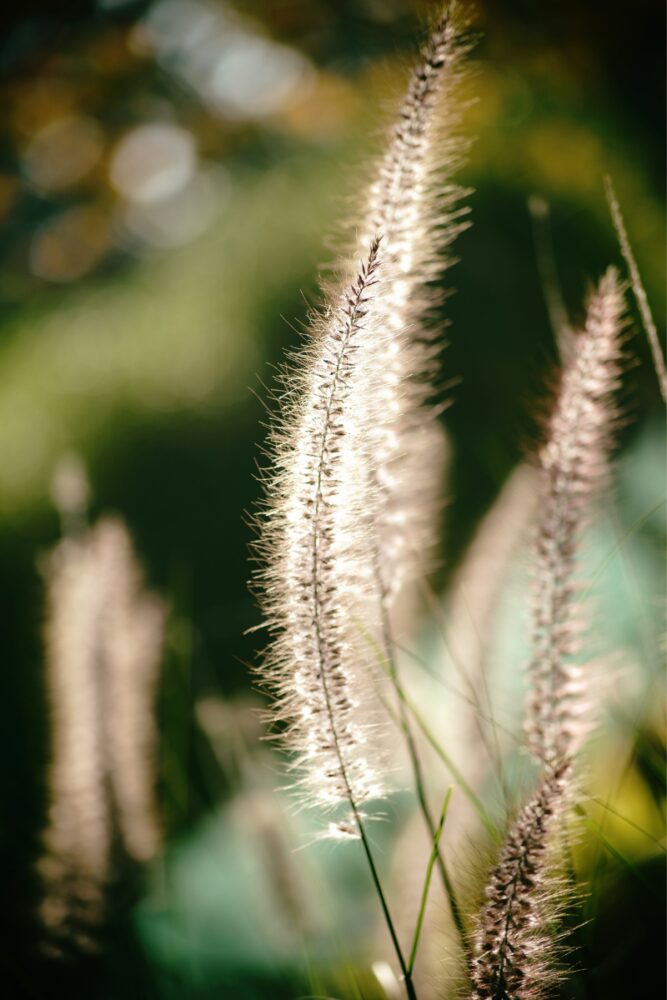 Our Top Ten Favorite Ornamental Grasses | Patuxent Nursery