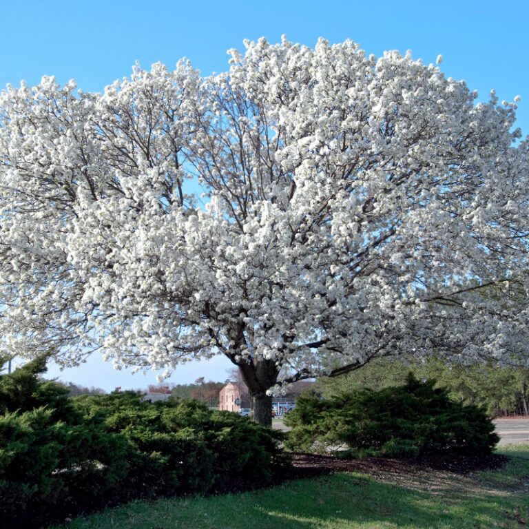 Flowering Trees | Patuxent Nursery | Bowie MD