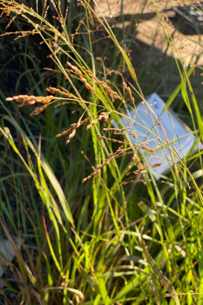 Our Top Ten Favorite Ornamental Grasses | Patuxent Nursery