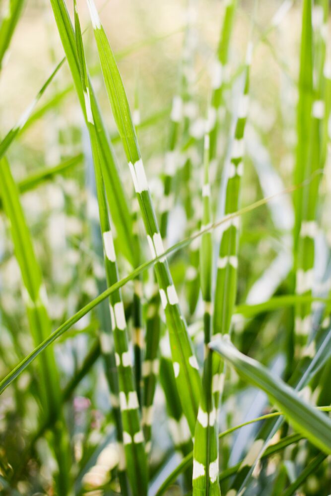 Our Top Ten Favorite Ornamental Grasses | Patuxent Nursery