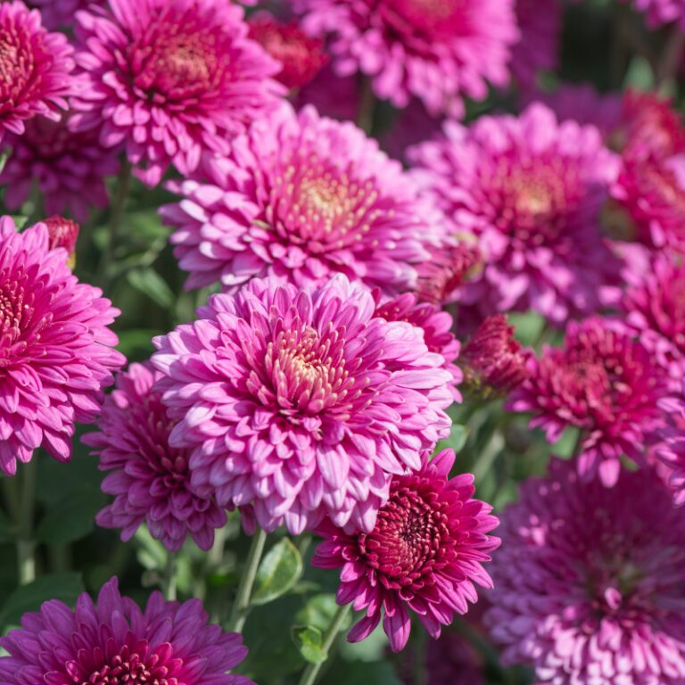 Fall Annuals | Patuxent Nursery | Bowie MD