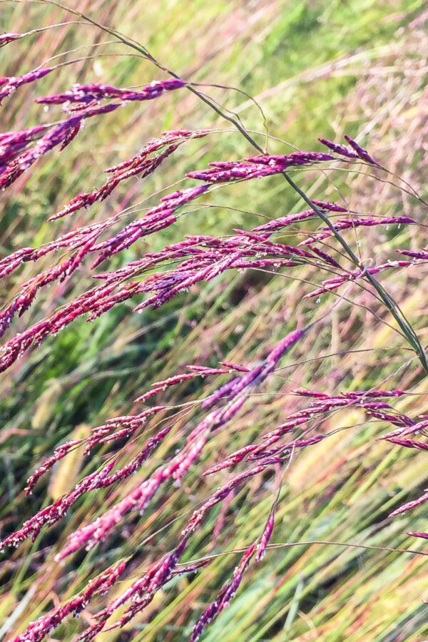 Our Top Ten Favorite Ornamental Grasses | Patuxent Nursery