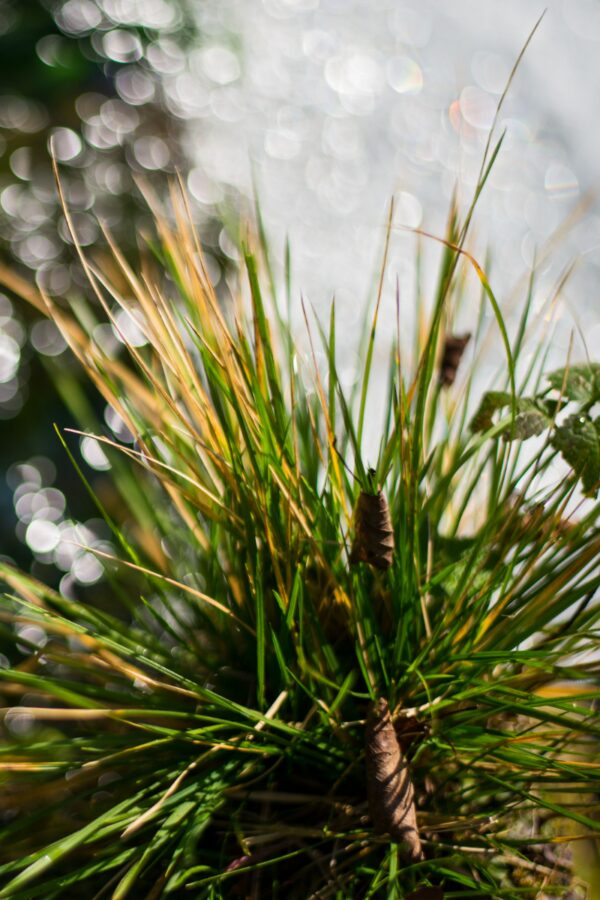 Our Top Ten Favorite Ornamental Grasses | Patuxent Nursery