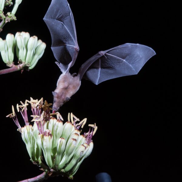 Why We Love Bats (And You Should Too) | Patuxent Nursery