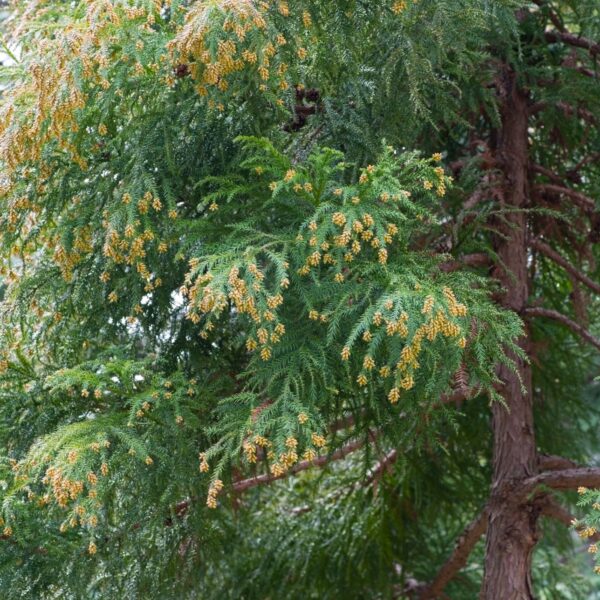 Evergreen Trees | Patuxent Nursery | Bowie MD