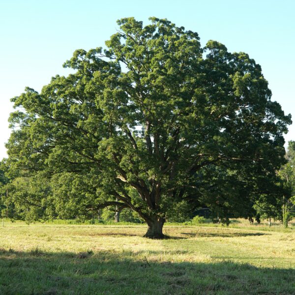 Native Trees | Patuxent Nursery | Bowie MD