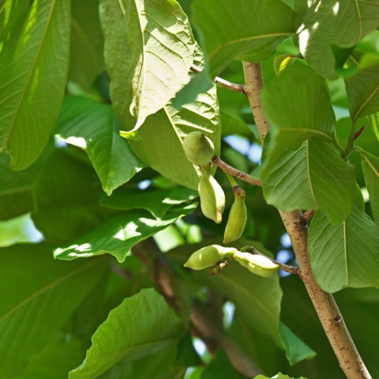 Native Trees | Patuxent Nursery | Bowie MD