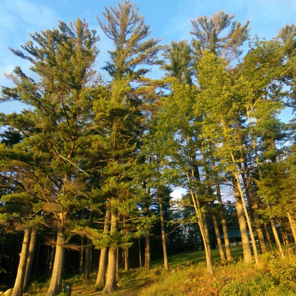 Native Trees | Patuxent Nursery | Bowie MD