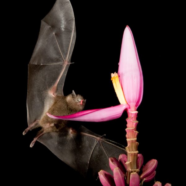 Why We Love Bats (And You Should Too) | Patuxent Nursery