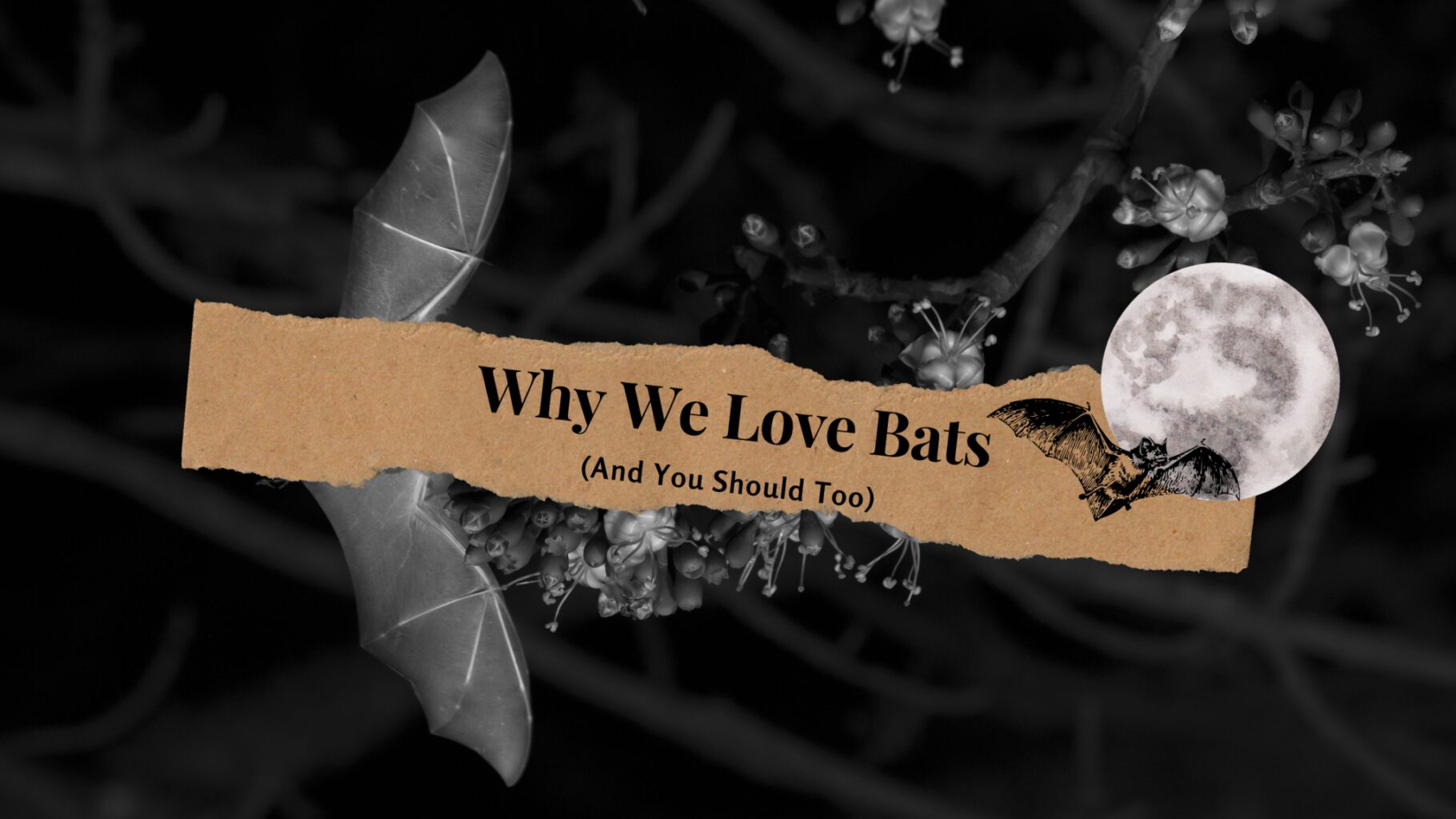 Why We Love Bats (And You Should Too) | Patuxent Nursery