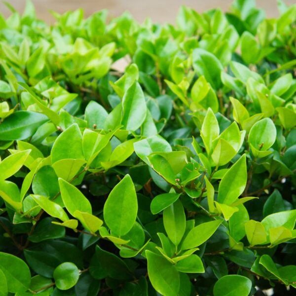 Privacy Shrubs | Patuxent Nursery | Bowie MD