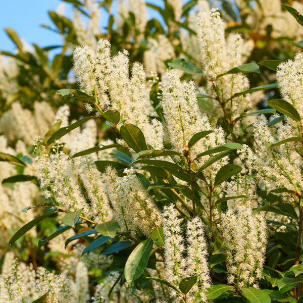 Privacy Shrubs | Patuxent Nursery | Bowie MD