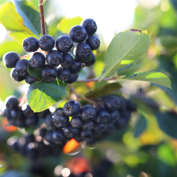 Berry Bushes | Patuxent Nursery | Bowie MD