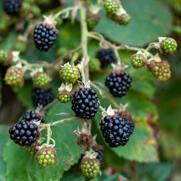 Berry Bushes | Patuxent Nursery | Bowie MD