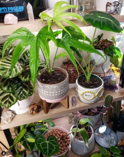 What is a Plant Stylist and What Do They Do? | Patuxent Nursery
