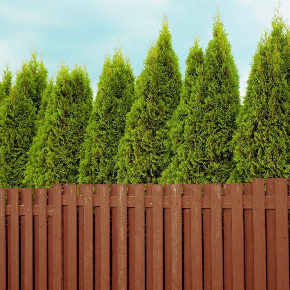 Classic Trees and Shrubs for Living Privacy Walls | Patuxent Nursery
