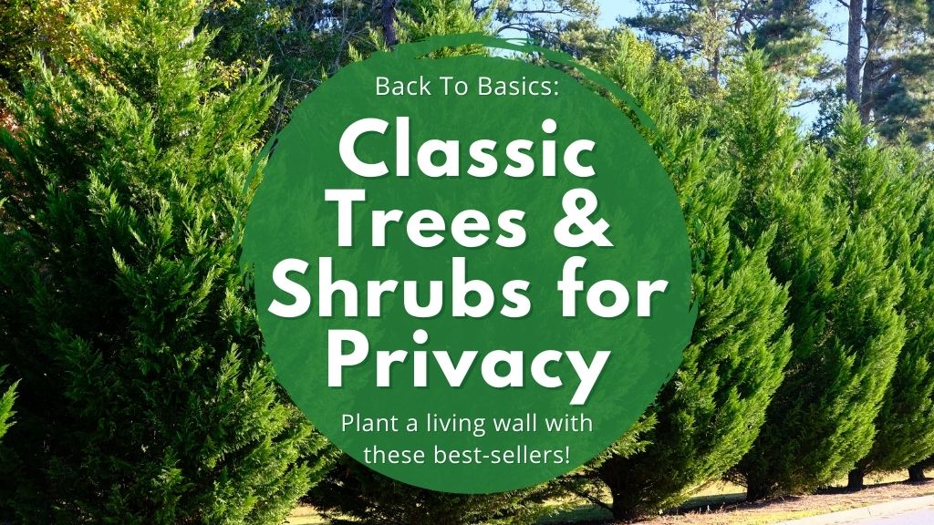 Classic Trees and Shrubs for Living Privacy Walls | Patuxent Nursery