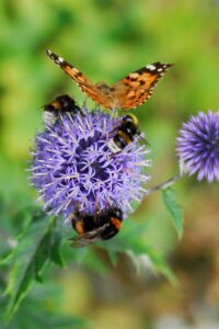 Pollinators: The Birds, the Bees, and the Butterflies | Patuxent Nursery