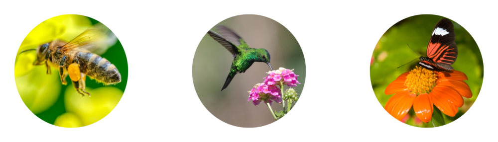 Pollinators: The Birds, the Bees, and the Butterflies | Patuxent Nursery