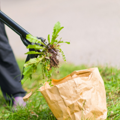 Weeds—How to Spot Them and What to Do With Them