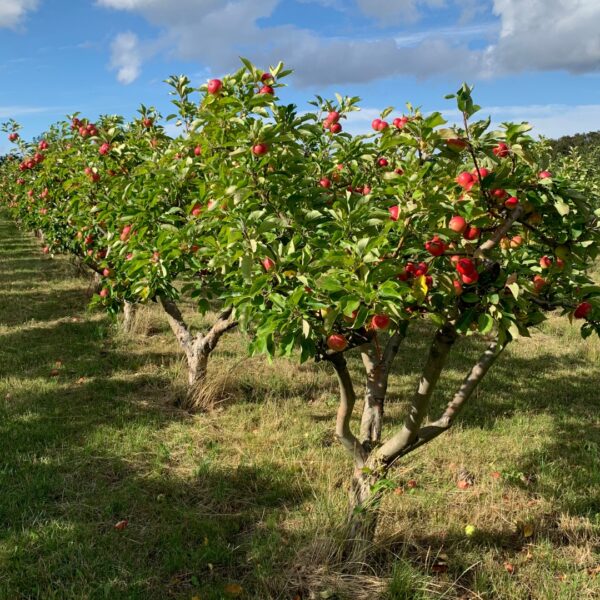 Buy Trees in Bowie, MD | Patuxent Nursery | Maryland Plant Nursery