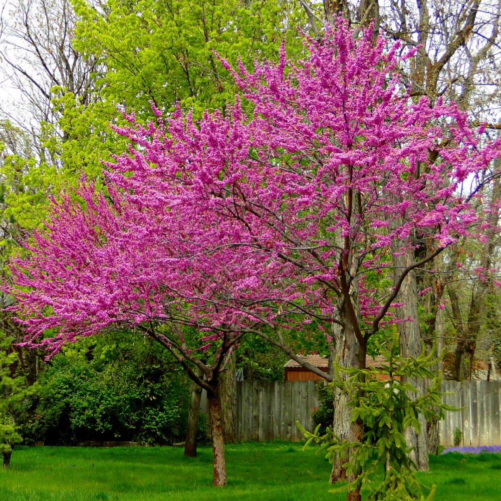 Buy Trees in Bowie, MD | Patuxent Nursery | Maryland Plant Nursery