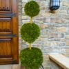 5 Ways To Incorporate Topiary & Specimen Trees Into Your Landscape ...