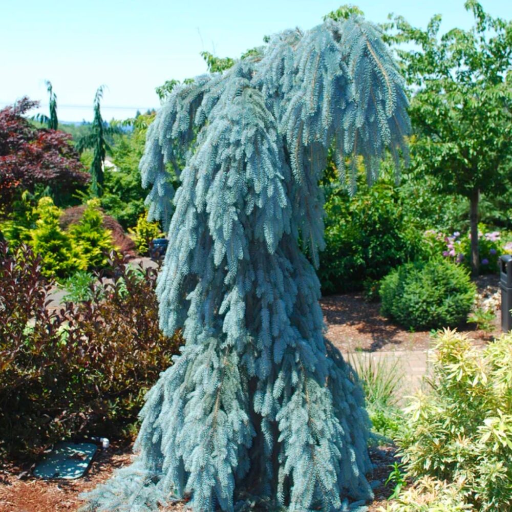 5 Ways To Incorporate Topiary & Specimen Trees Into Your Landscape ...
